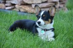 Contact Form | Diamond K Corgis