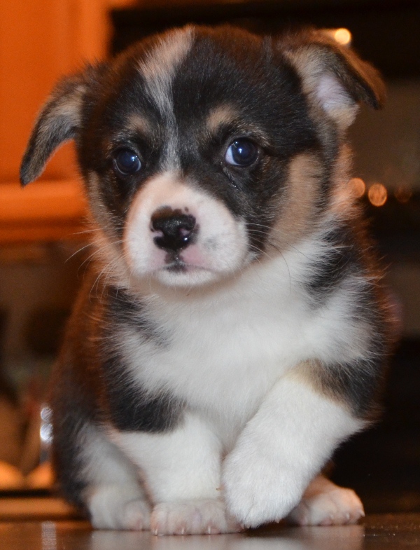 Pics & Video | Diamond K Corgis