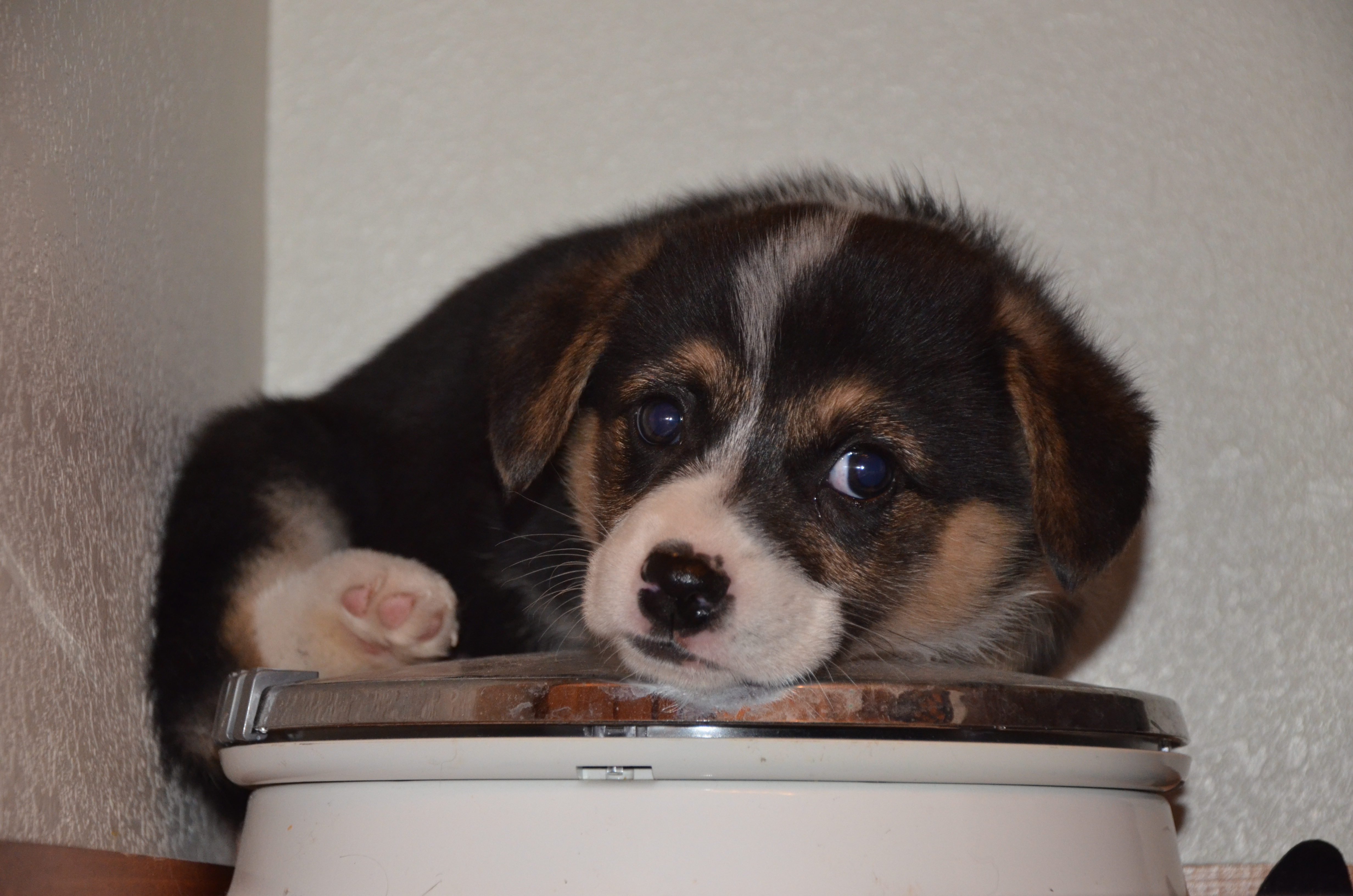 Pics & Video | Diamond K Corgis