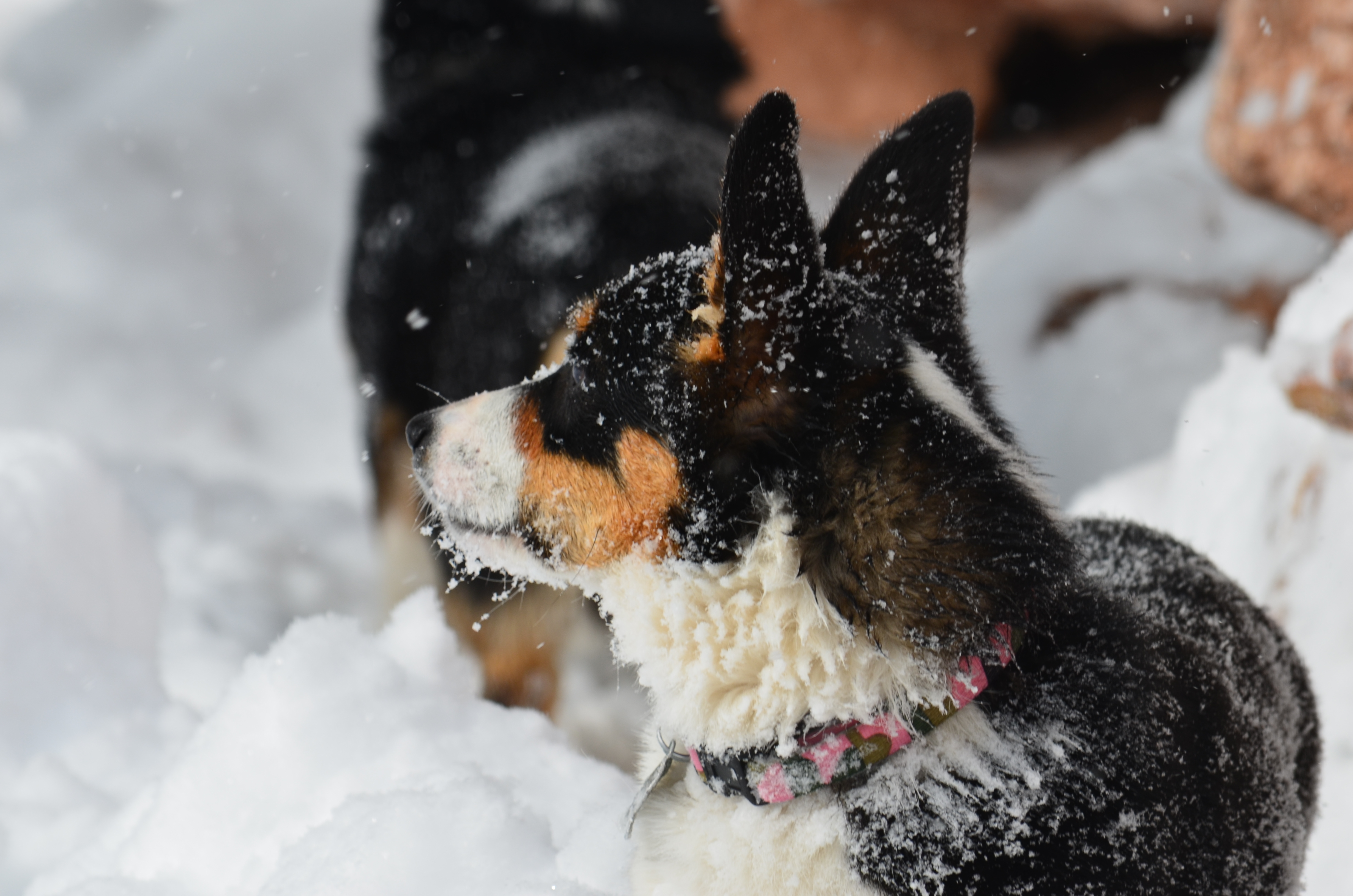 Pics & Video | Diamond K Corgis