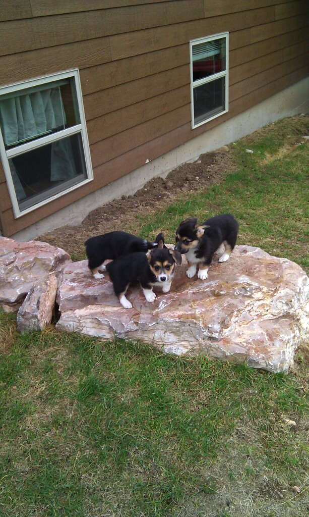 Pics & Video | Diamond K Corgis