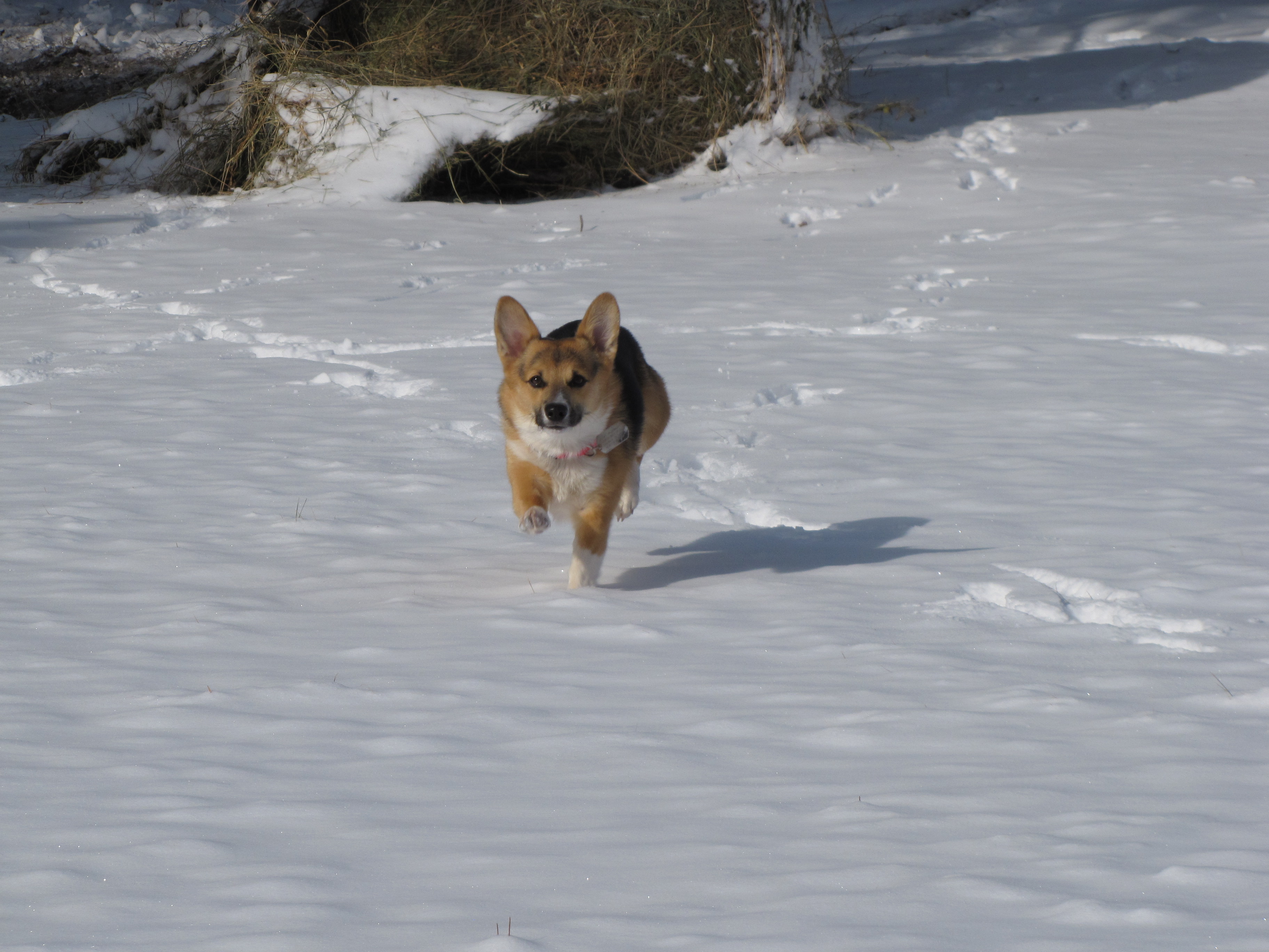 Pics & Video | Diamond K Corgis