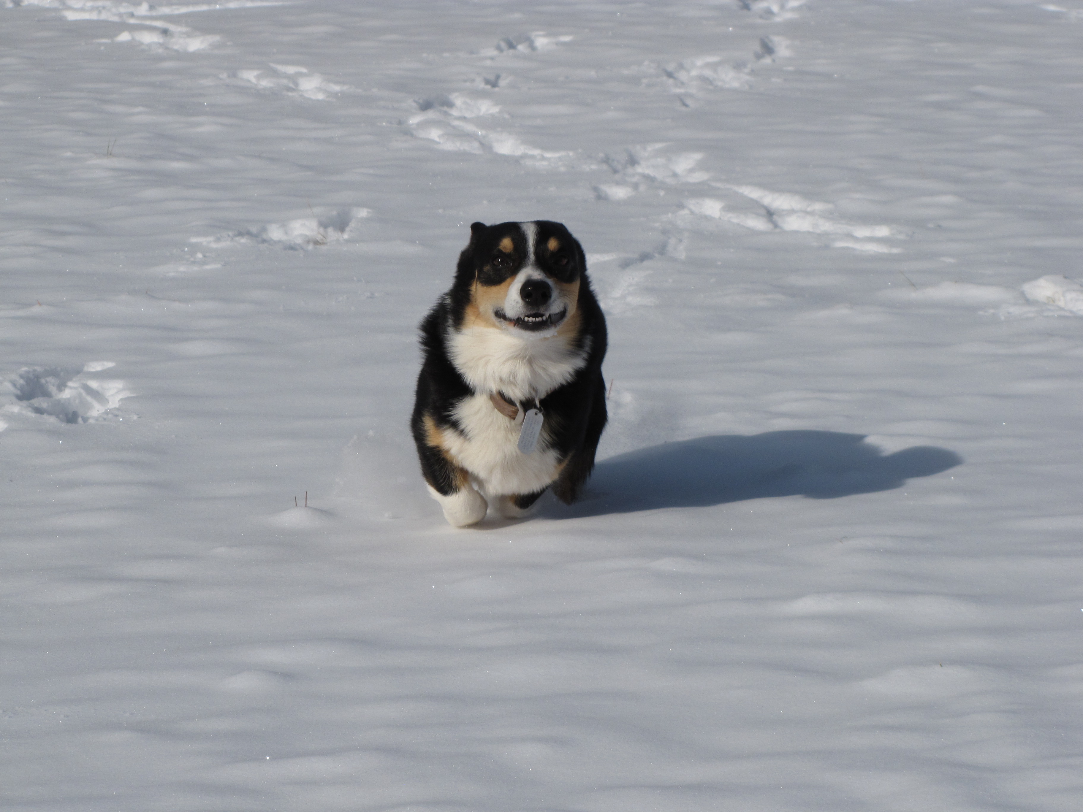 Pics & Video | Diamond K Corgis