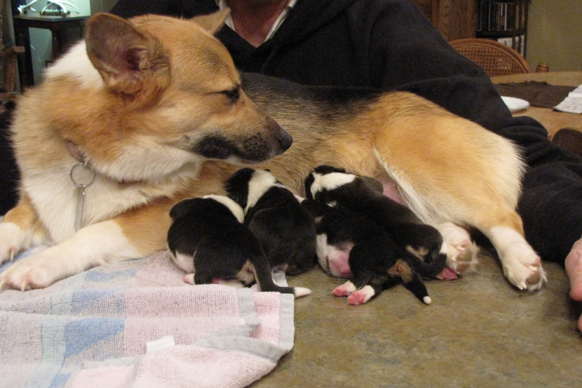 Pics & Video | Diamond K Corgis