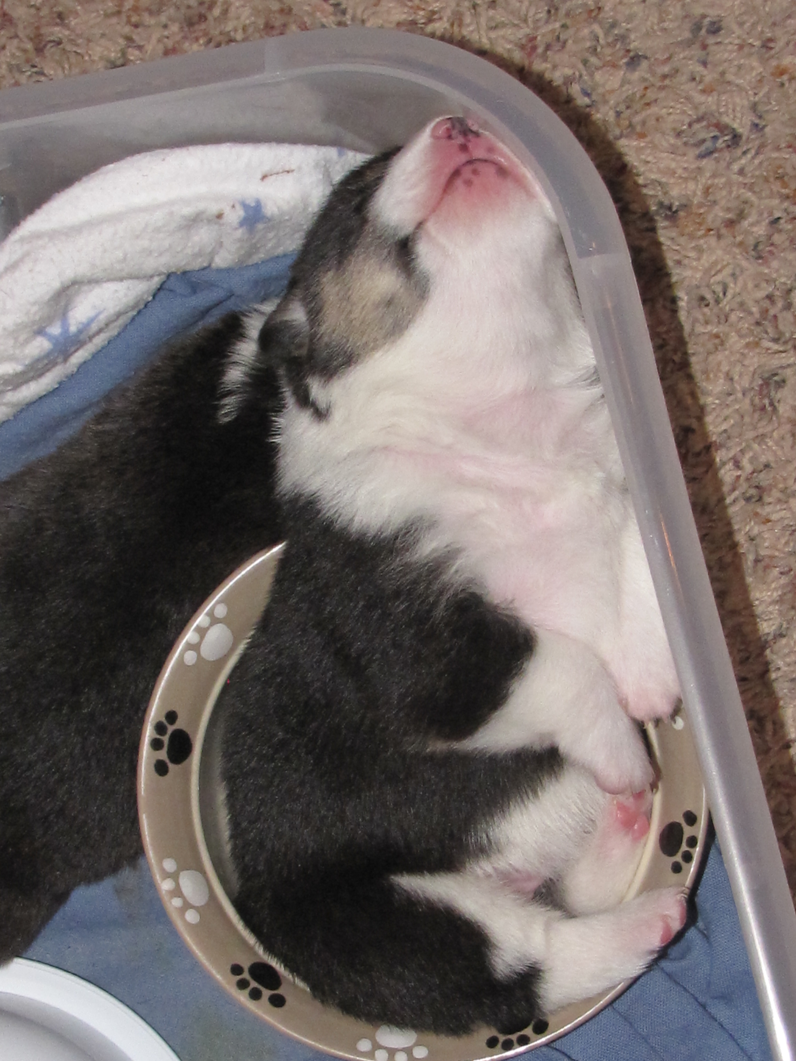 Pics & Video | Diamond K Corgis