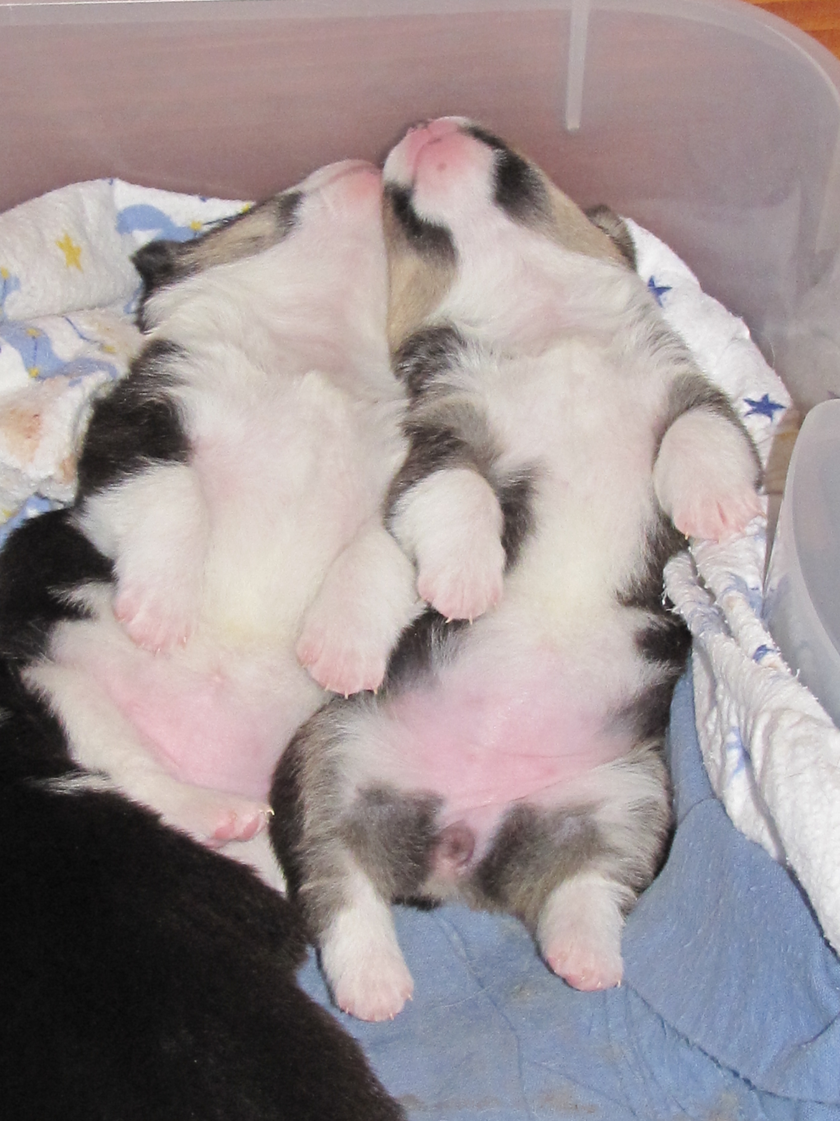 Pics & Video | Diamond K Corgis