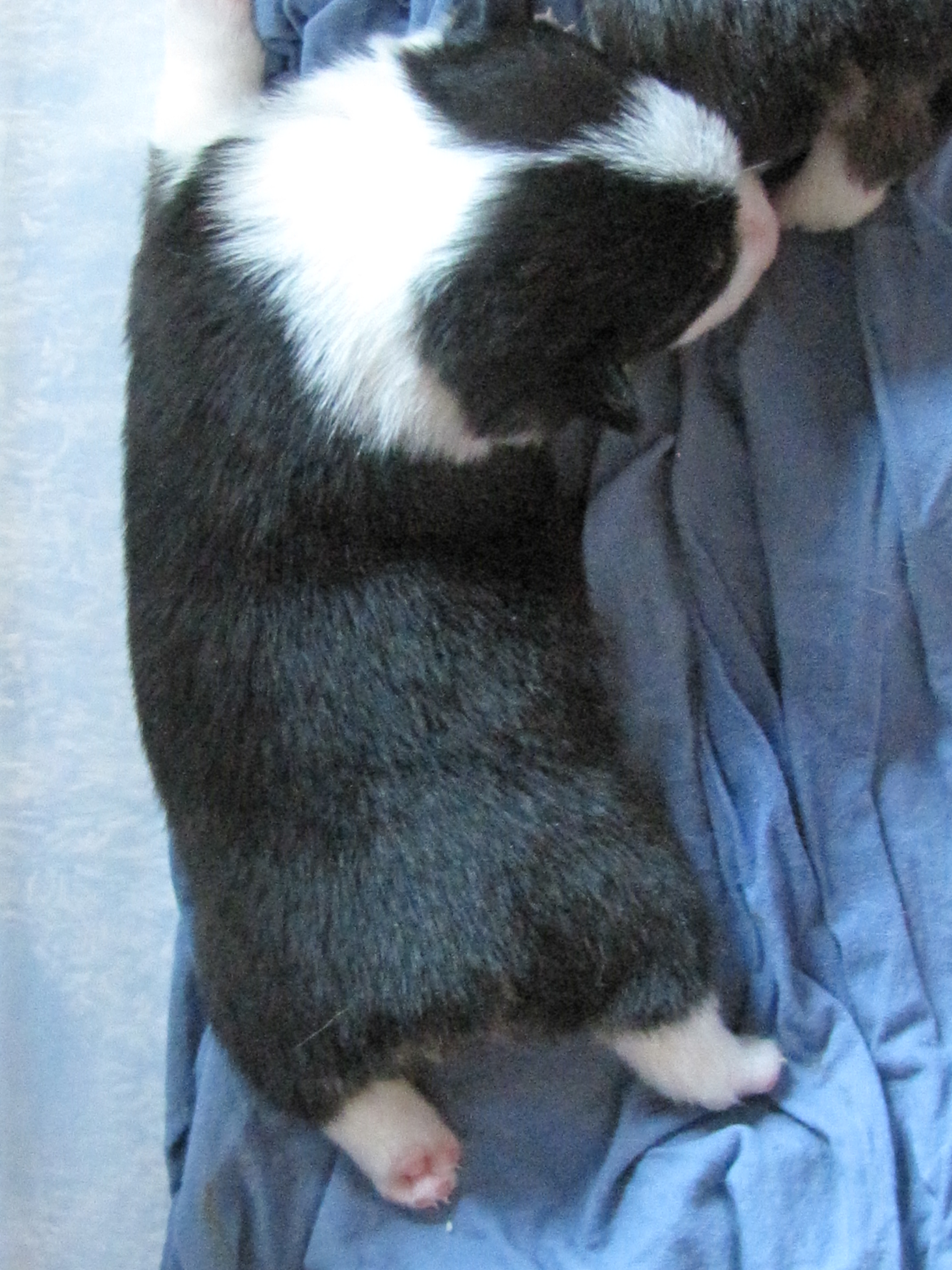 Pics & Video | Diamond K Corgis