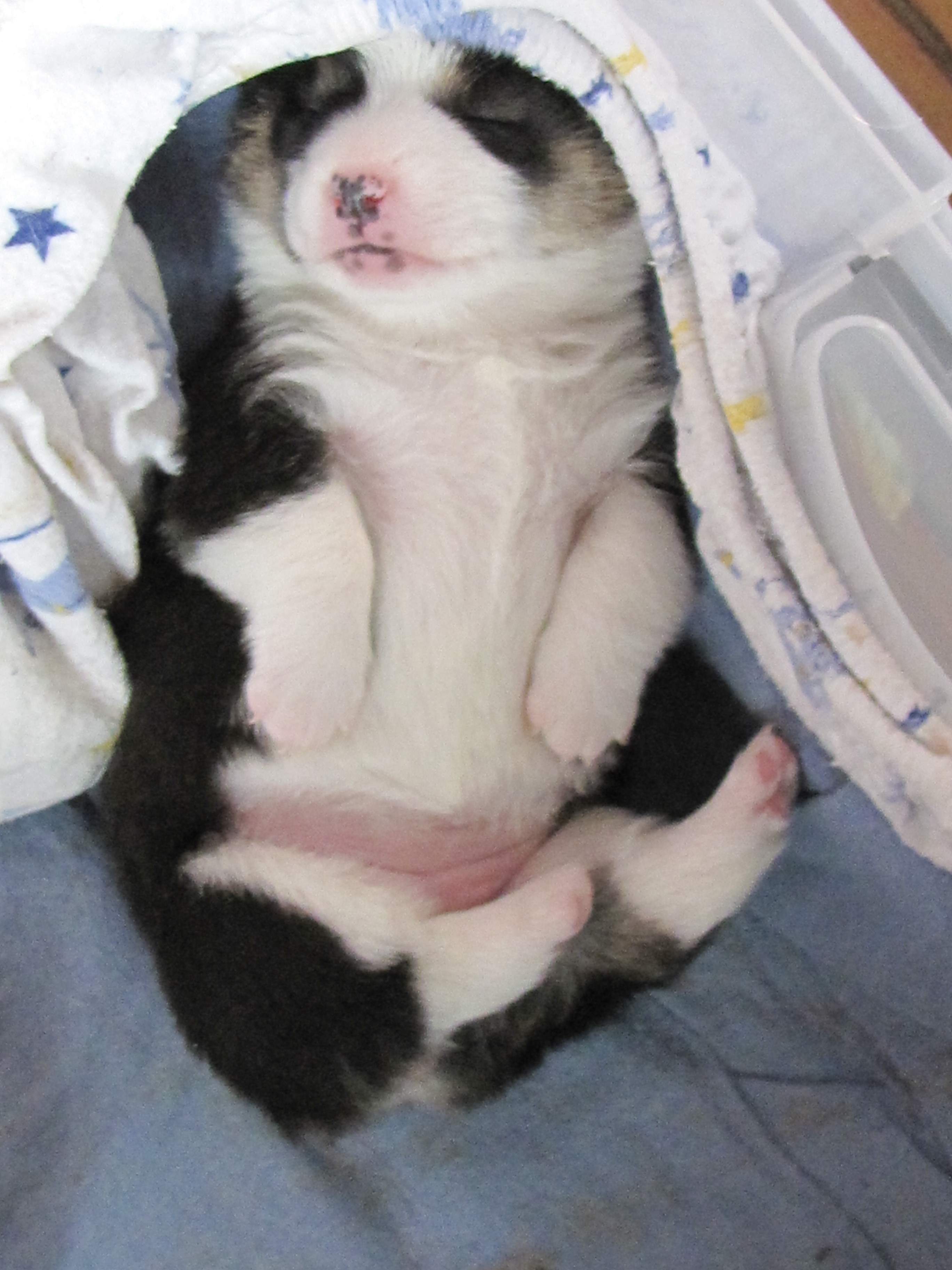 Pics & Video | Diamond K Corgis