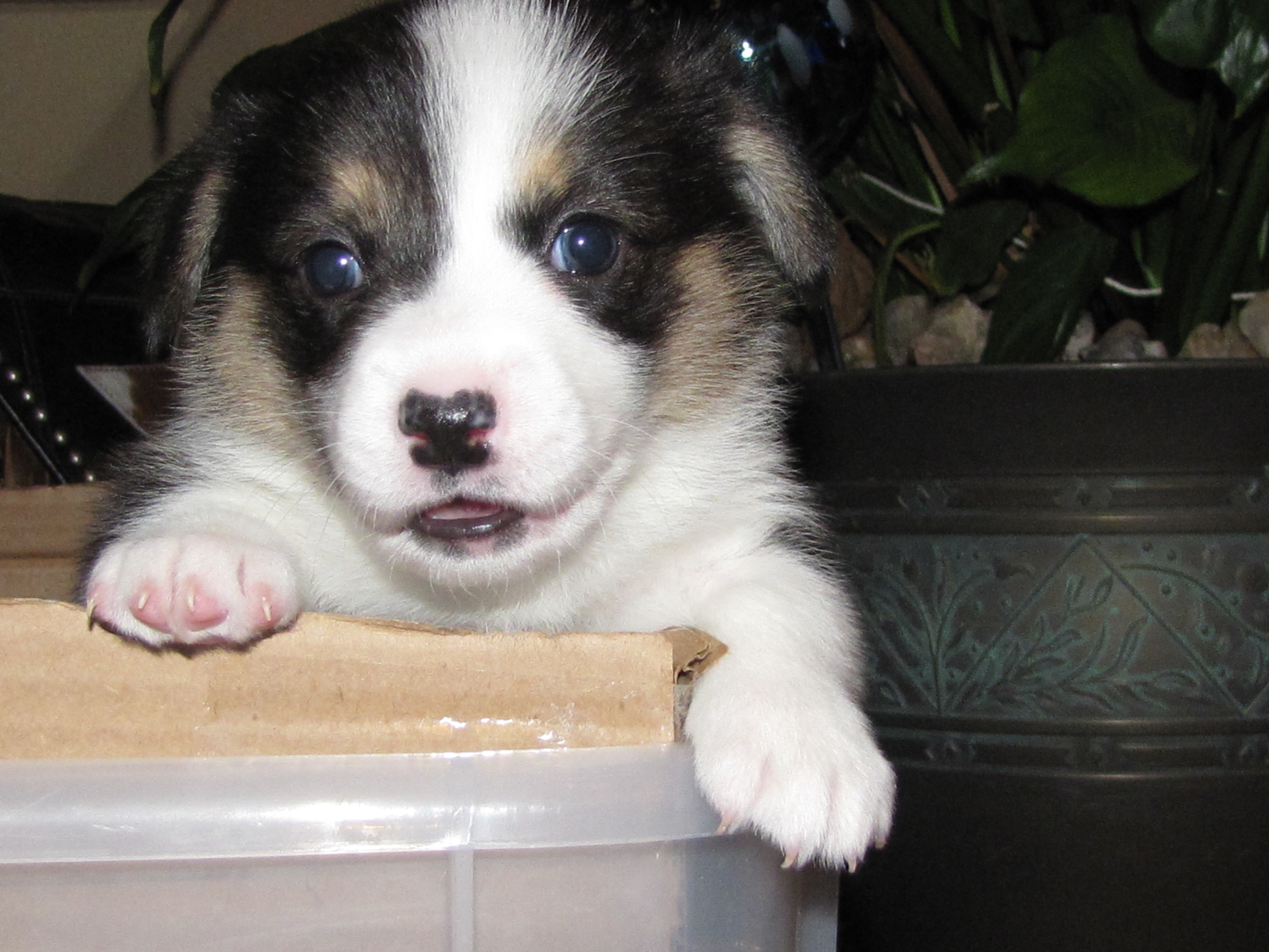 Pics & Video | Diamond K Corgis