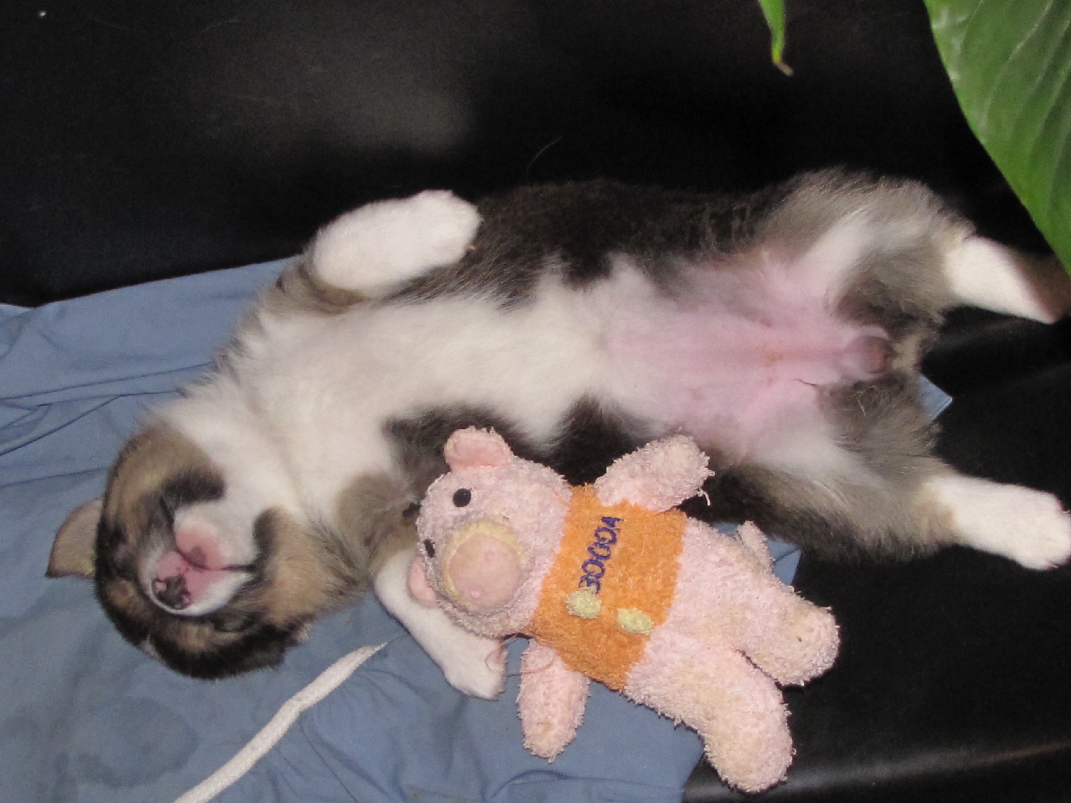 Pics & Video | Diamond K Corgis