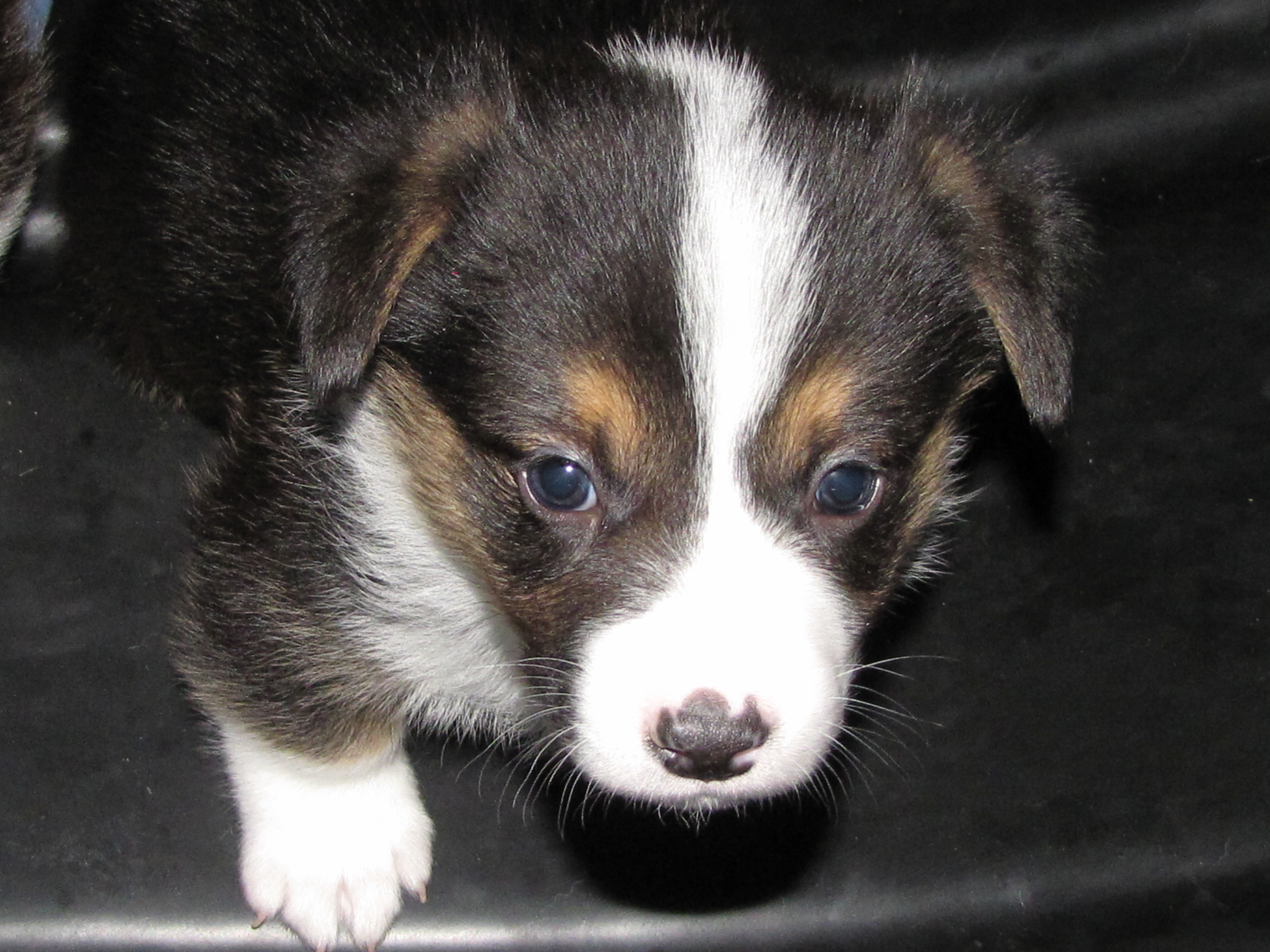 Pics & Video | Diamond K Corgis