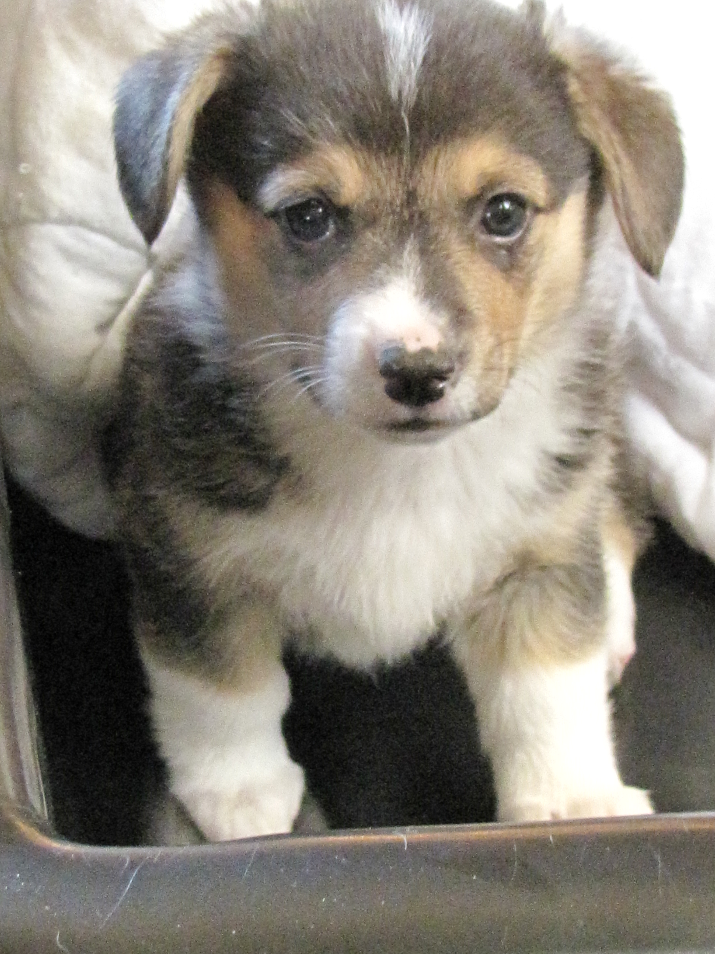 Pics & Video | Diamond K Corgis