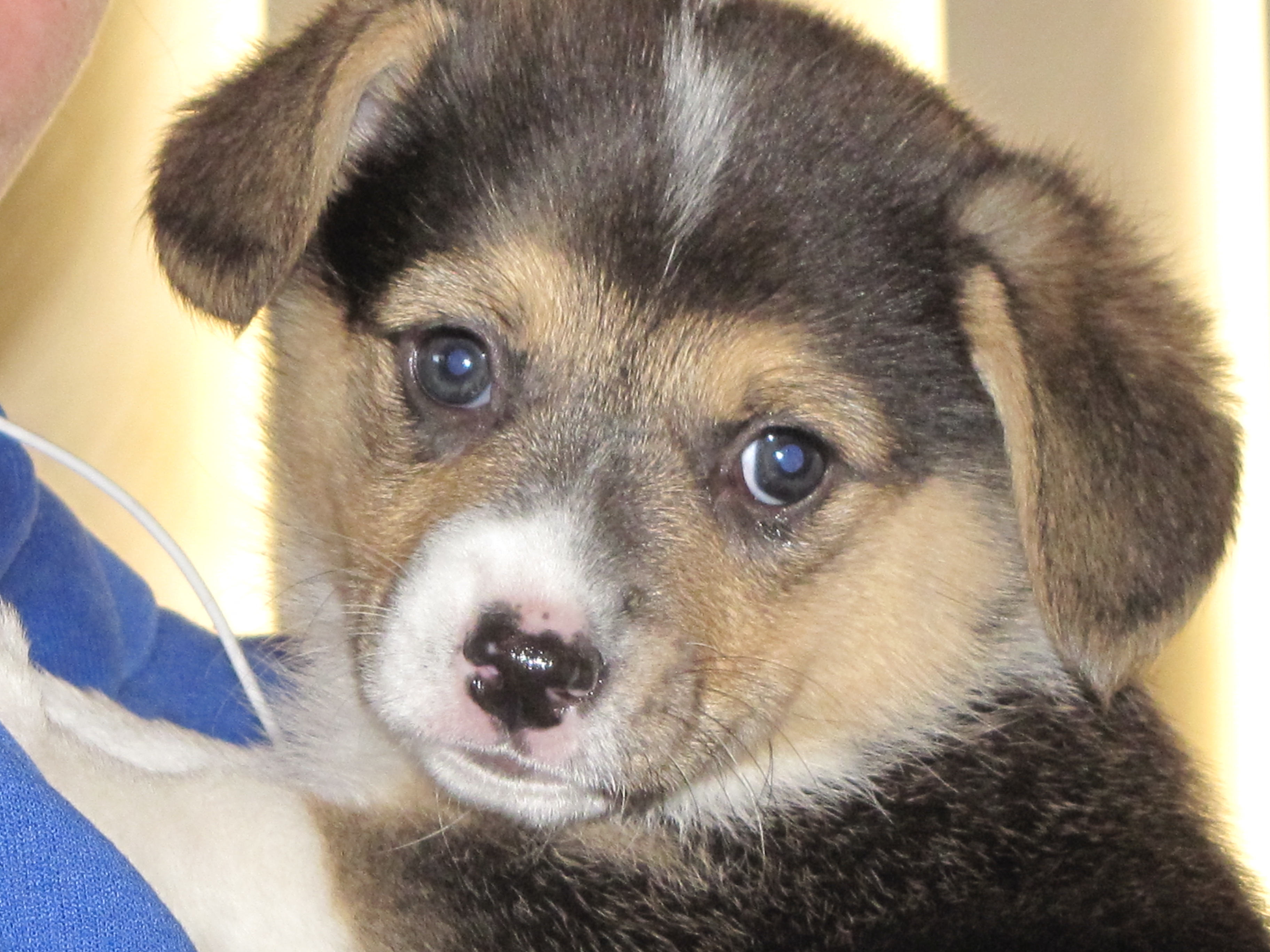 Pics & Video | Diamond K Corgis