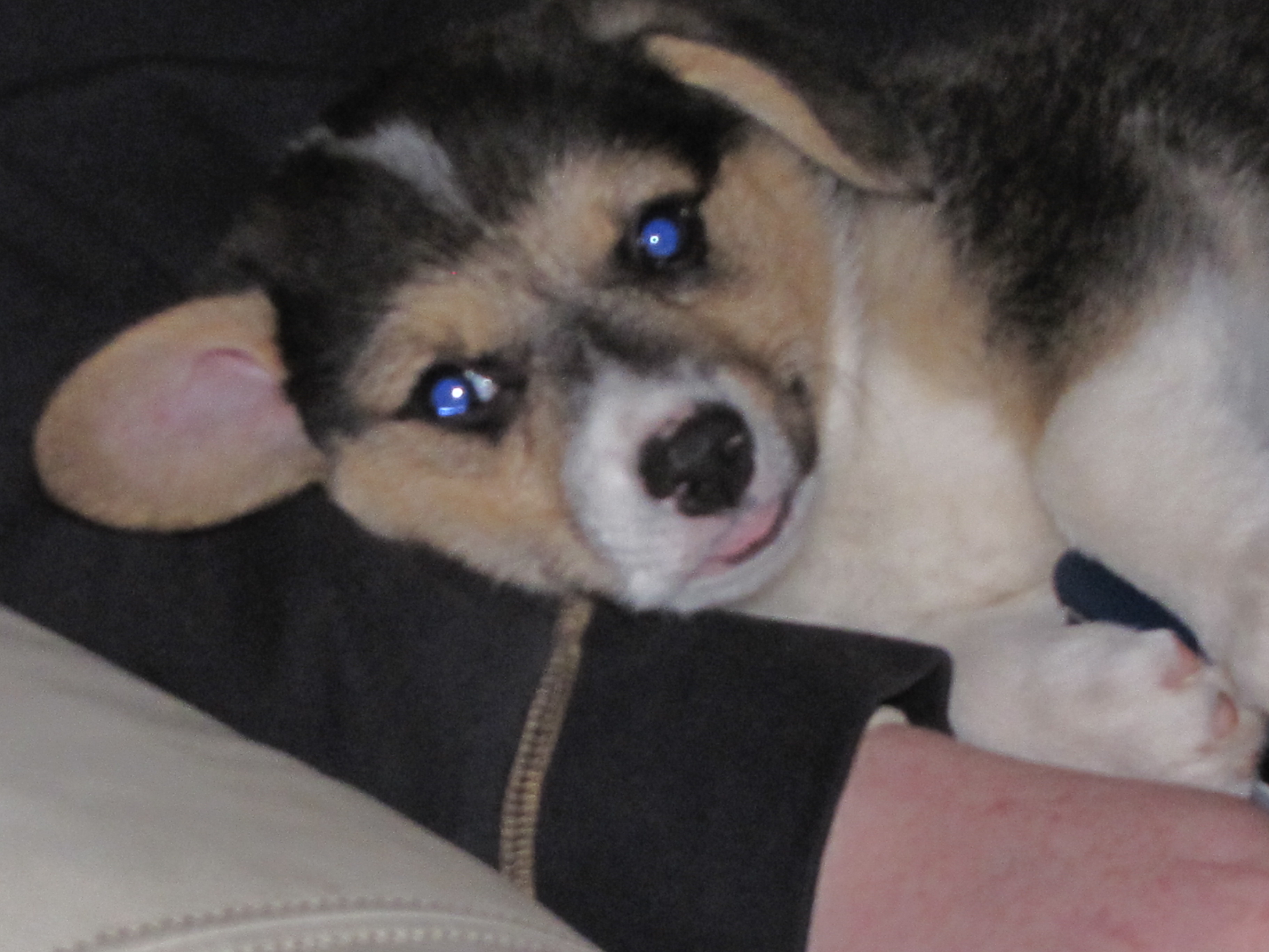 Pics & Video | Diamond K Corgis