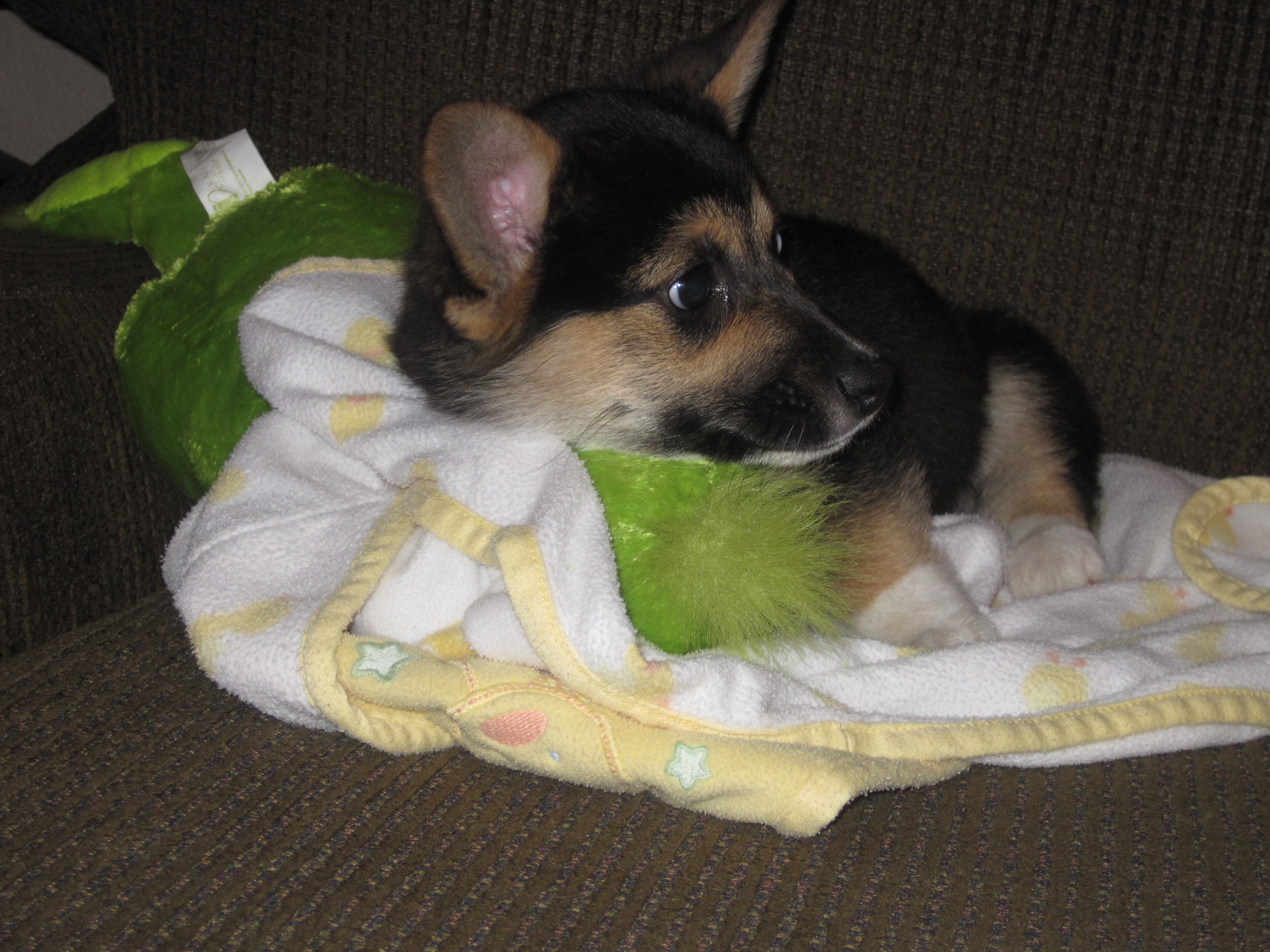 Pics & Video | Diamond K Corgis