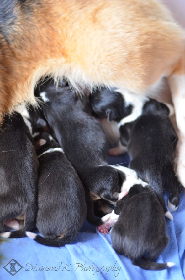 Contact Form | Diamond K Corgis