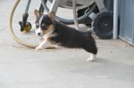 Pics & Video | Diamond K Corgis