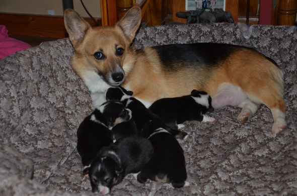 Pics & Video | Diamond K Corgis