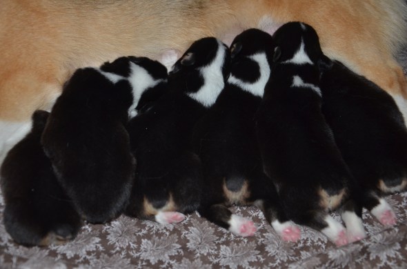 Pics & Video | Diamond K Corgis