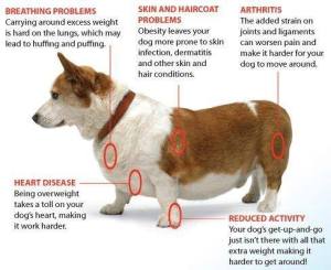 Corgi Care & Tips | Diamond K Corgis