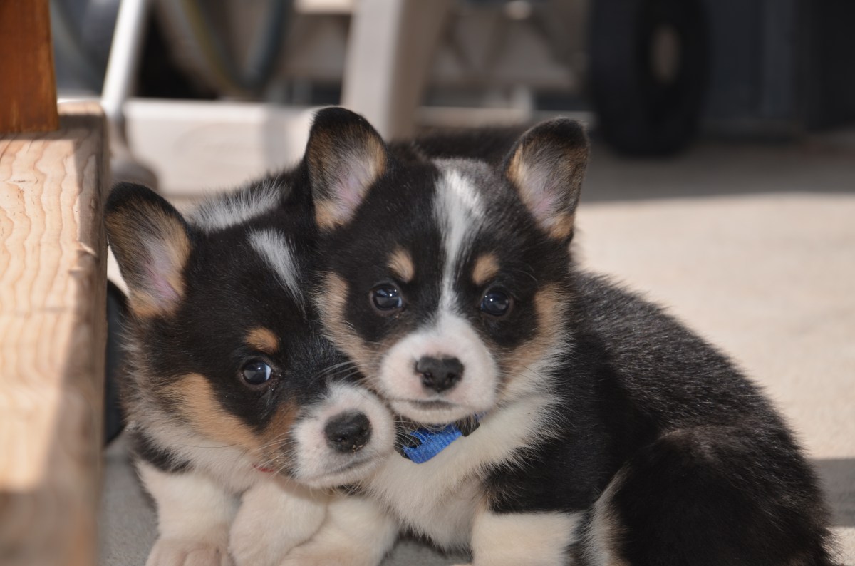 Available Puppies | Diamond K Corgis