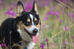Pics & Video | Diamond K Corgis